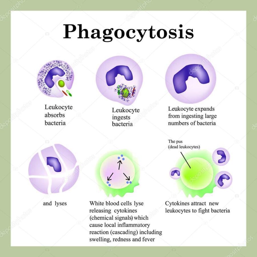 Innate immune system: Everything You wanted to Know About It