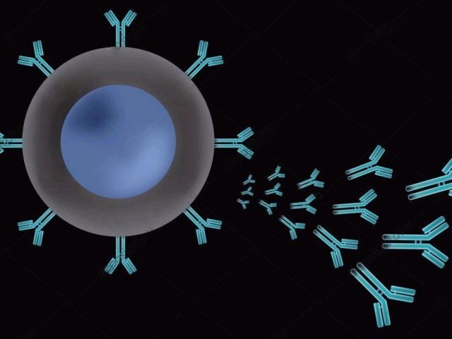 B cell development stages Explained in a Simple Way | The Immune System ...